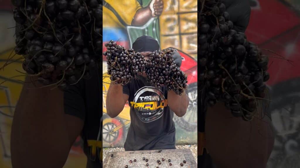 Corozo fruta: el secreto tropical que desata pasiones y enciende los ...