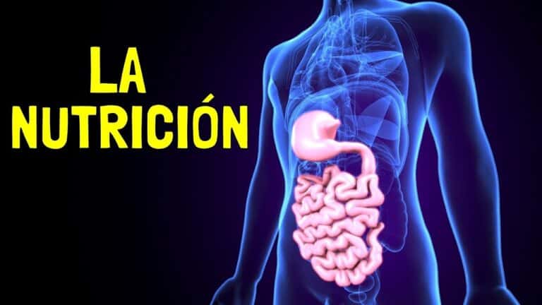 ¿Qué es la nutrición humana y por qué deberías obsesionarte con ella ...