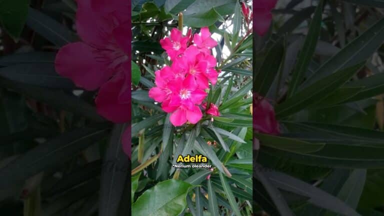 Adelfa Planta: ¿La Belleza Mortal Que Tu Jardín Necesita? - Noticias en ...