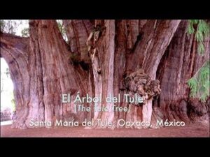 El Árbol del Tule: ¿El abuelo más grueso del mundo o una maravilla ...