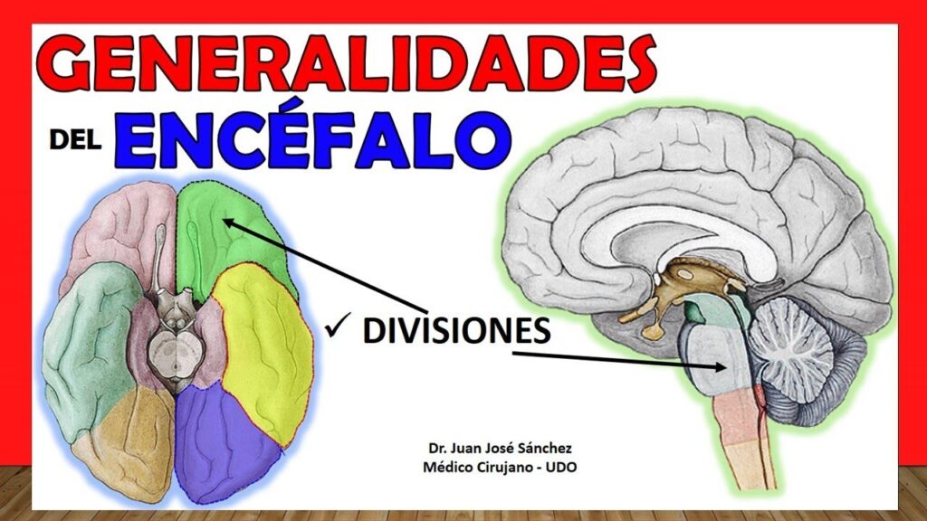 ¿Encéfalo y cerebro es lo mismo? Descubre la sorprendente verdad que tu ...