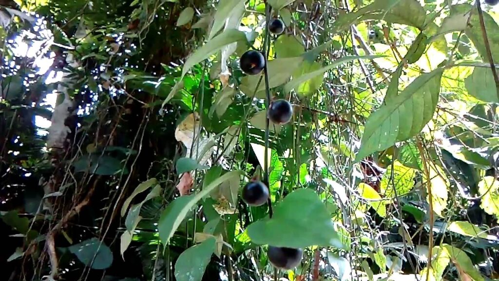 Fruta morada: el secreto púrpura que tu dieta necesita - Noticias en ...