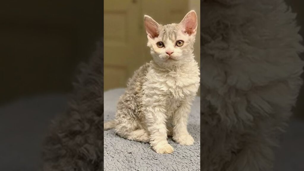 ¿Gato con pelo rizado? ¡Descubre al felino más extravagante y adorado ...