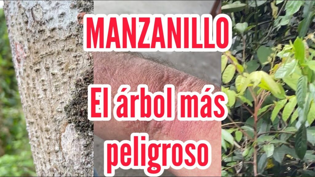 Manzanillo planta: el secreto verde que tu jardín (y tu humor ...
