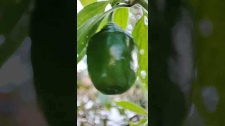 Perón Fruta: ¿El secreto mejor guardado de la historia o solo un mito ...