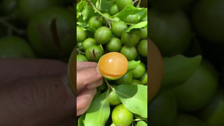 Limoncillo fruta: el secreto cítrico que tu paladar desconoce (¡y tu ...