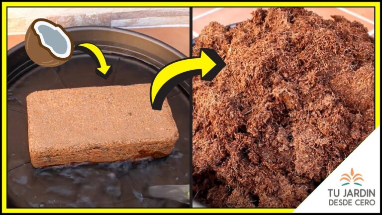 ¿Por Qué el Coco Es el Rey de las Plantas? Descubre los Secretos de ...